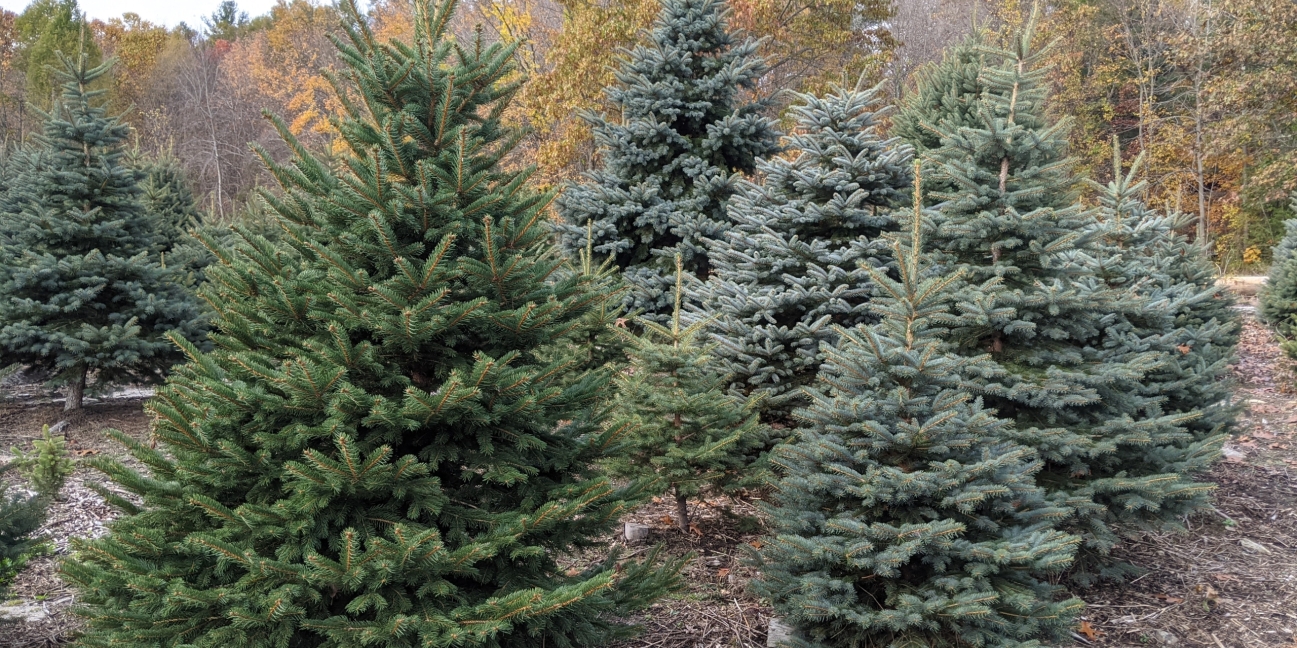 Farm Homepage | Jones Family Farms