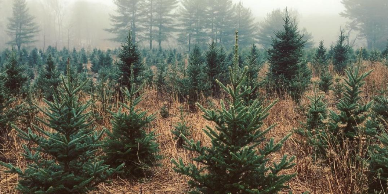 Christmas Trees | Jones Family Farms