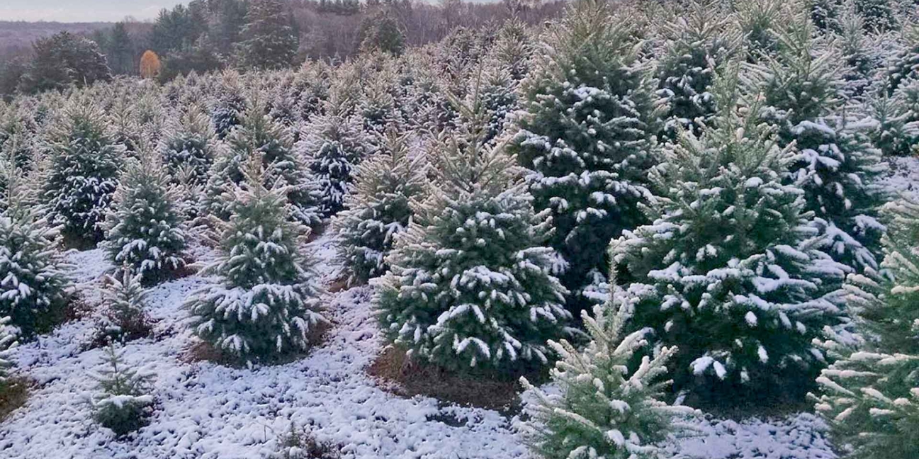 Today at the Farm | Jones Family Farms