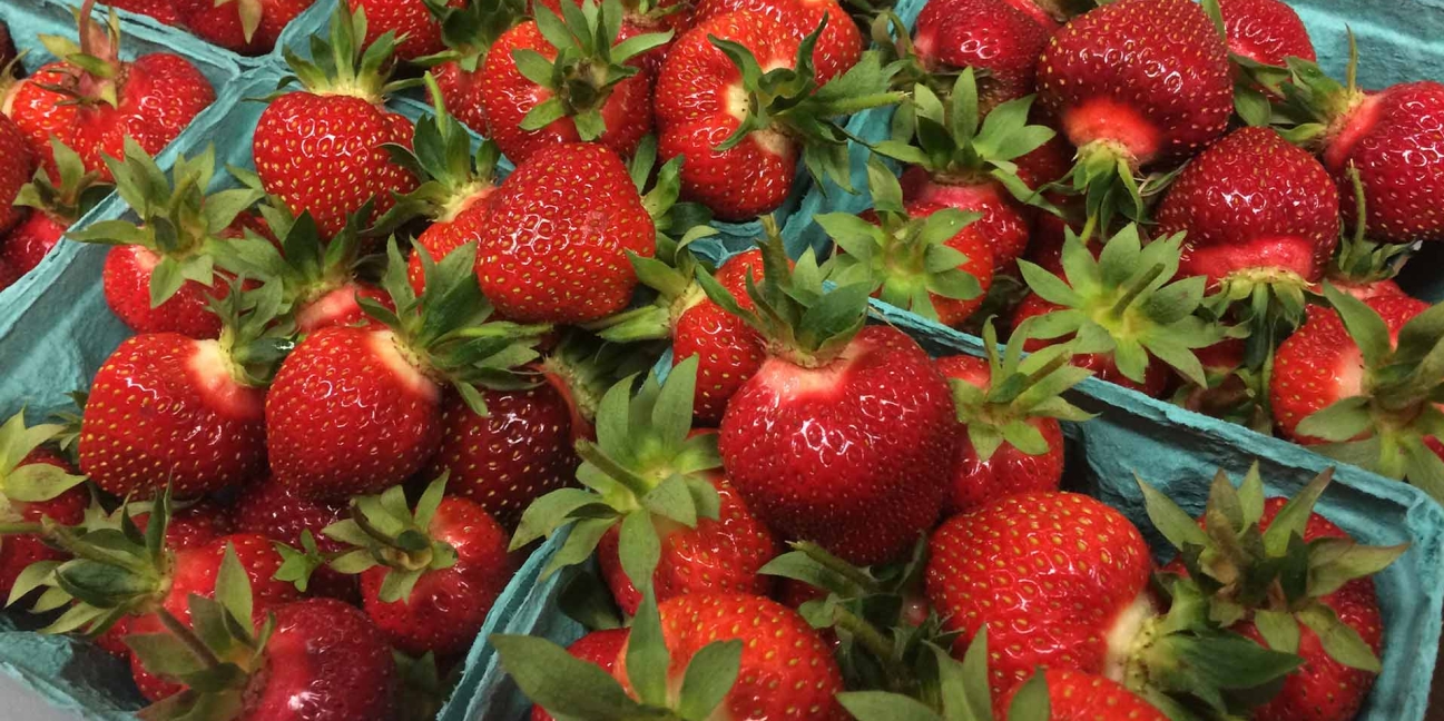 Strawberry Harvesting Tips | Jones Family Farms