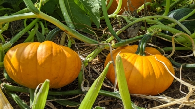 Farm Homepage | Jones Family Farms